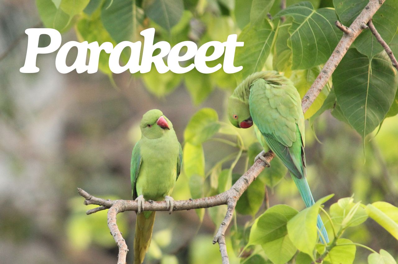 BeakyBites Parakeet Bird Facts