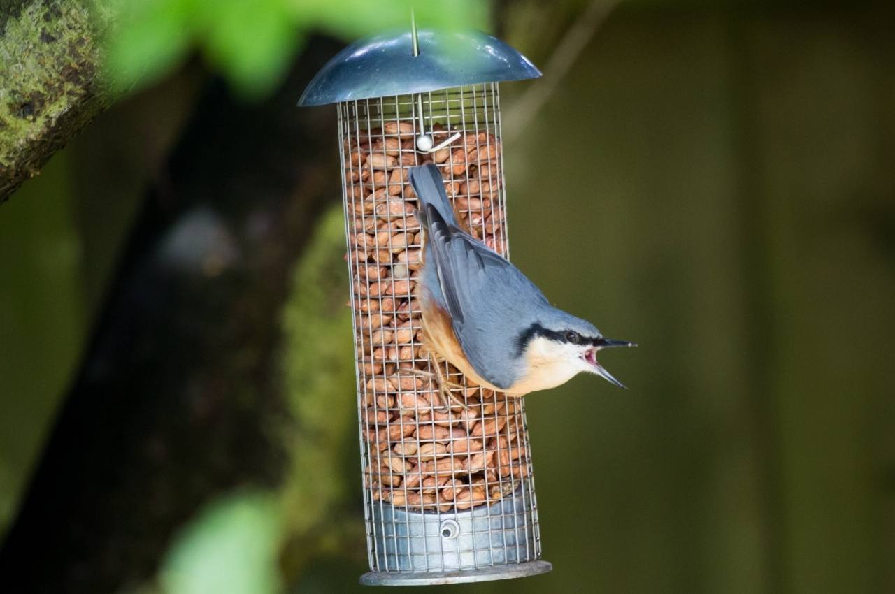 Birds That Eat Peanuts: Which Species Love This Treat