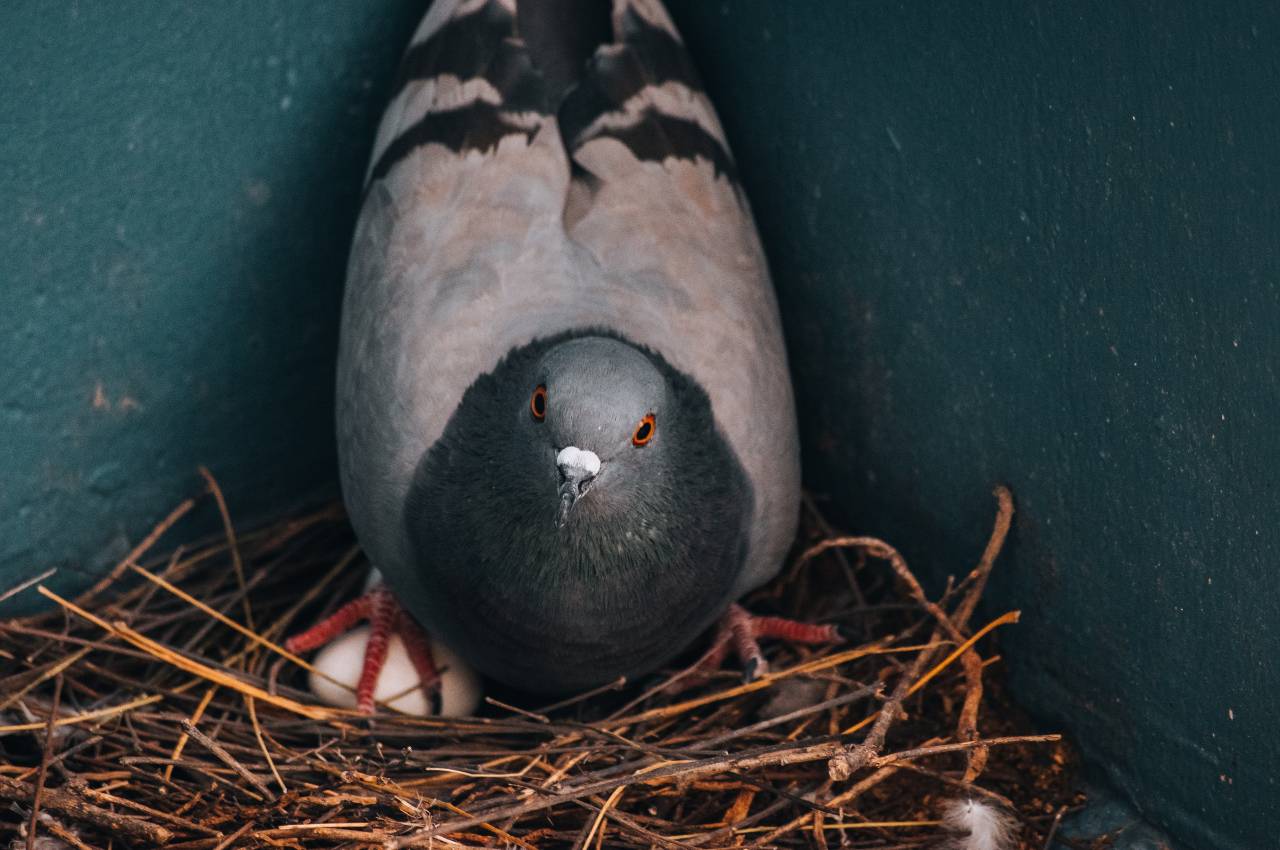 Pigeon Nesting: How to Spot, Support and Deter Nesting Birds