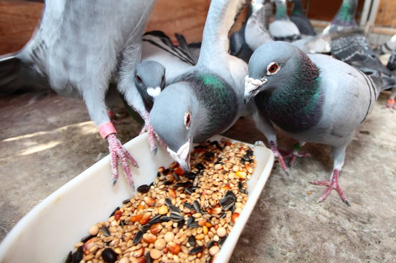 Best Pigeon Feed for Health & Performance