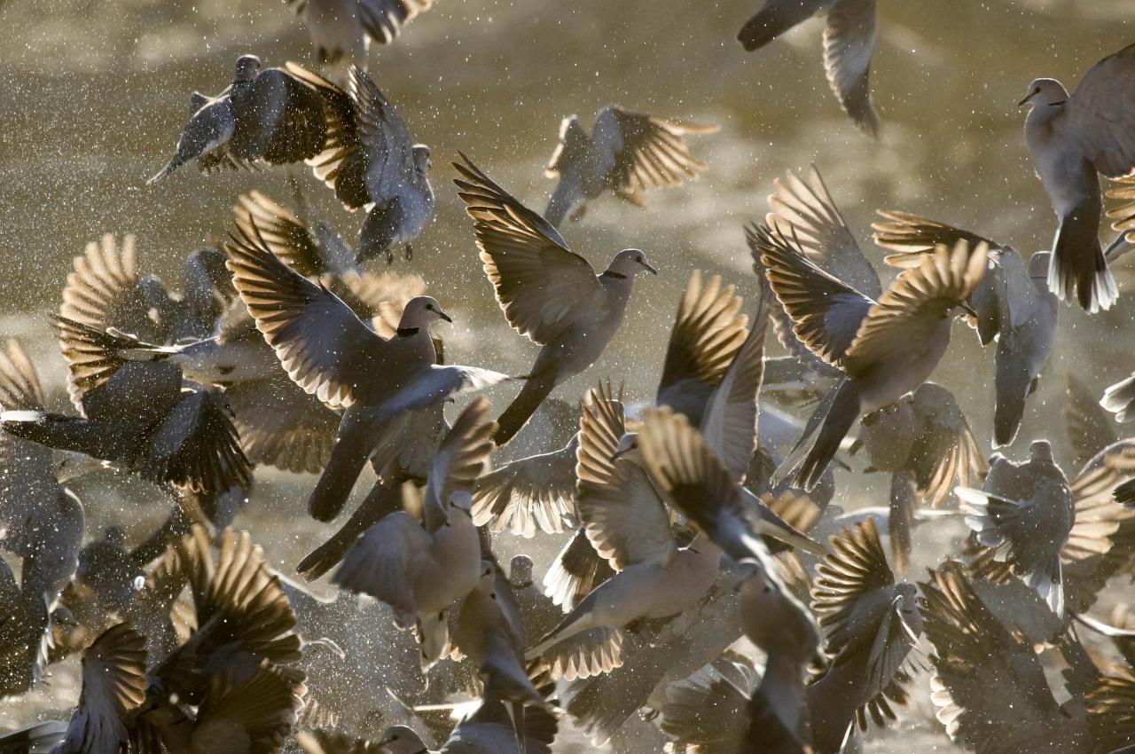 Where Do Pigeons Go in the Winter UK: A Seasonal Insight