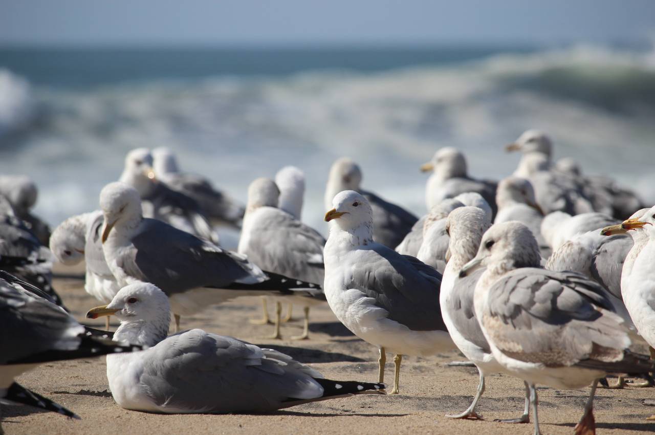 Identify The Top Seaside Birds | Coastal Guide