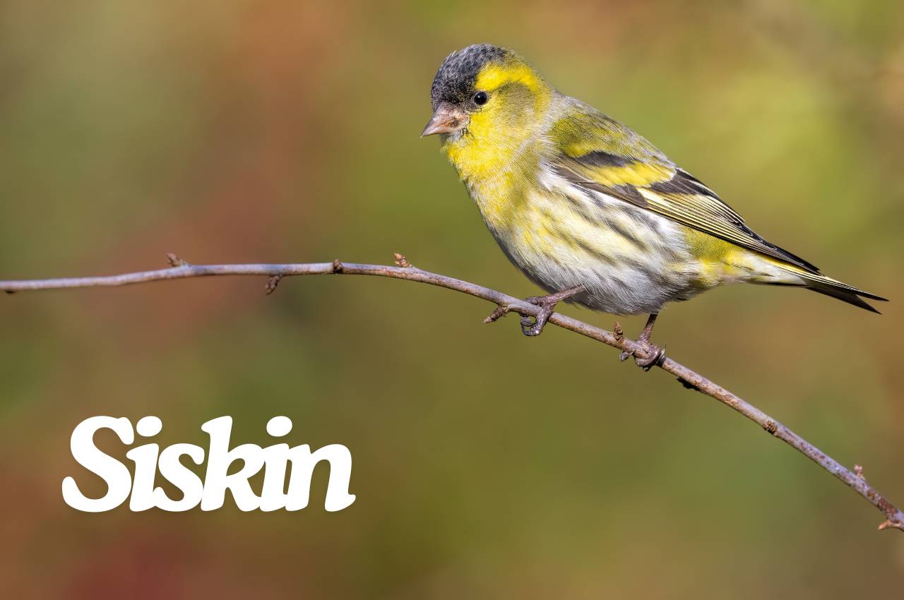 Quality Bird Food, Seed, and Bird Feeders