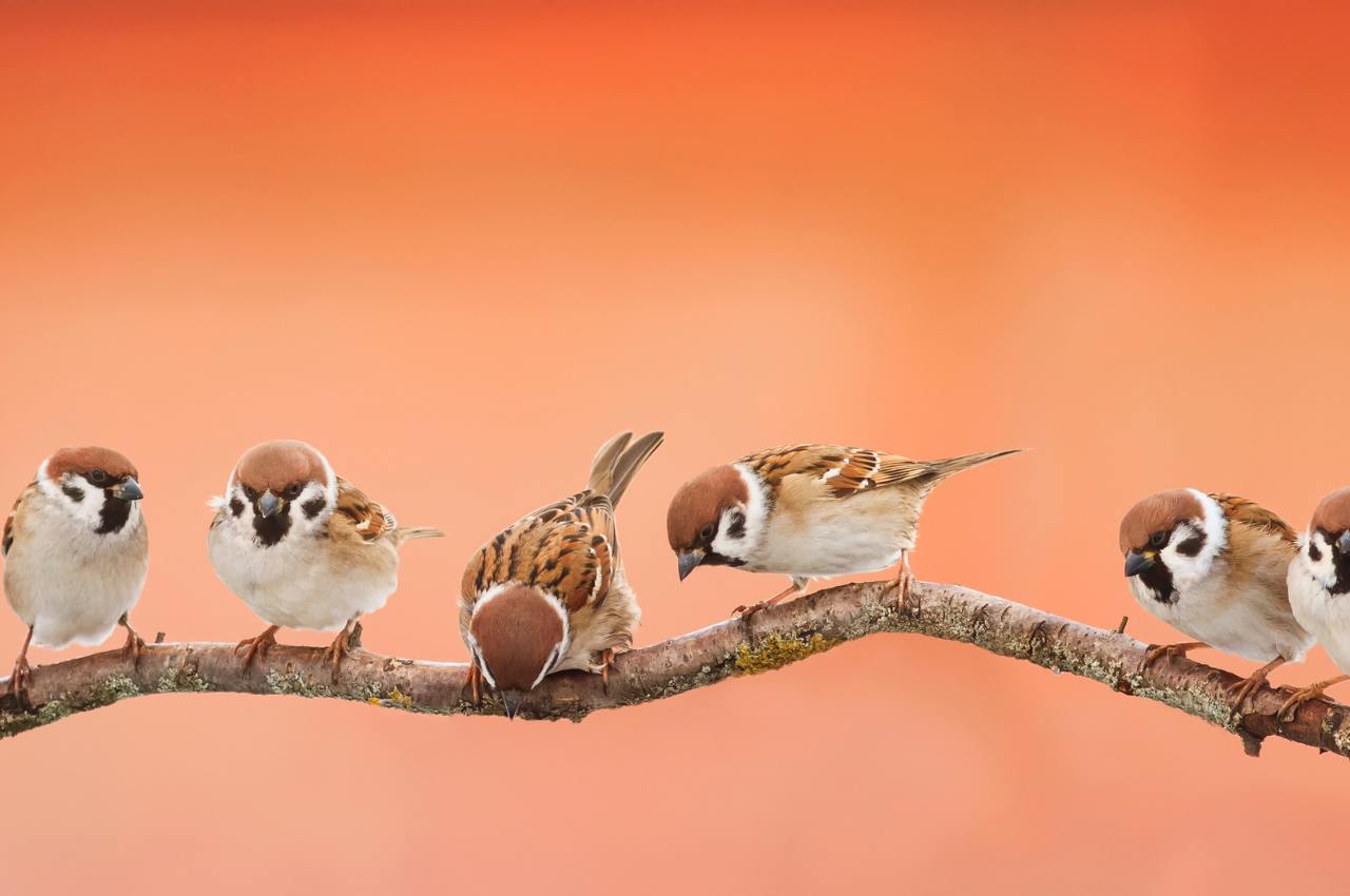 Top 20 Small Birds of England | Identification Guide