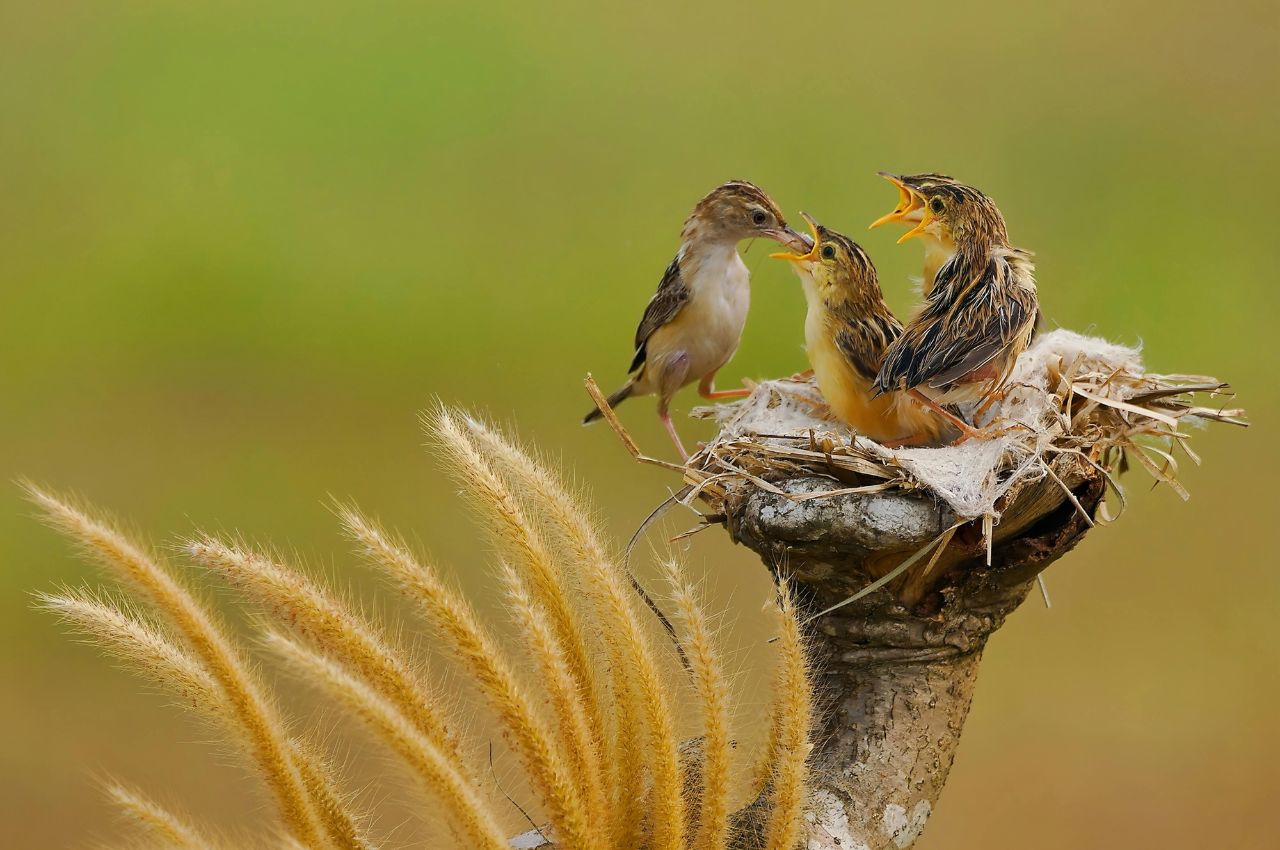 When Do Birds Start Nesting in the UK: A Guide to the UK Nesting Season