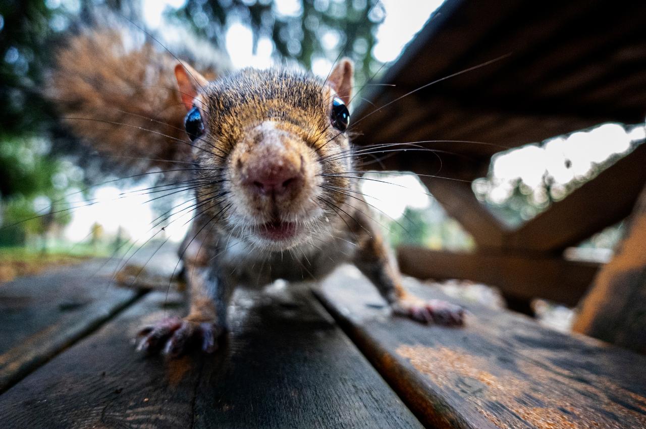 Best Squirrel Proof Bird Table Solutions to Protect Your Feeder