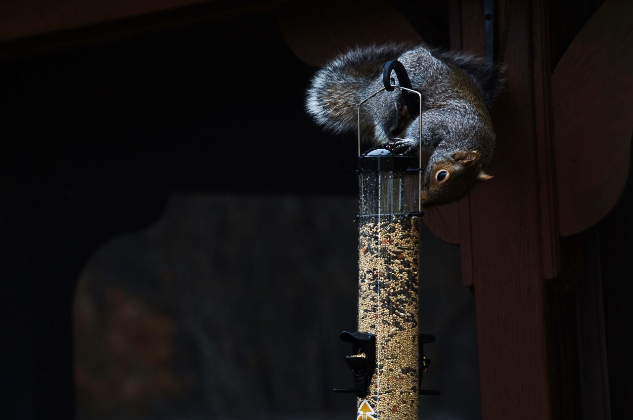 BeakyBites Great Tit Bird Facts
