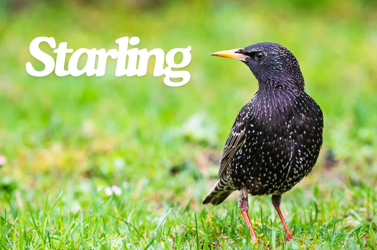 BeakyBites Starling Bird Facts