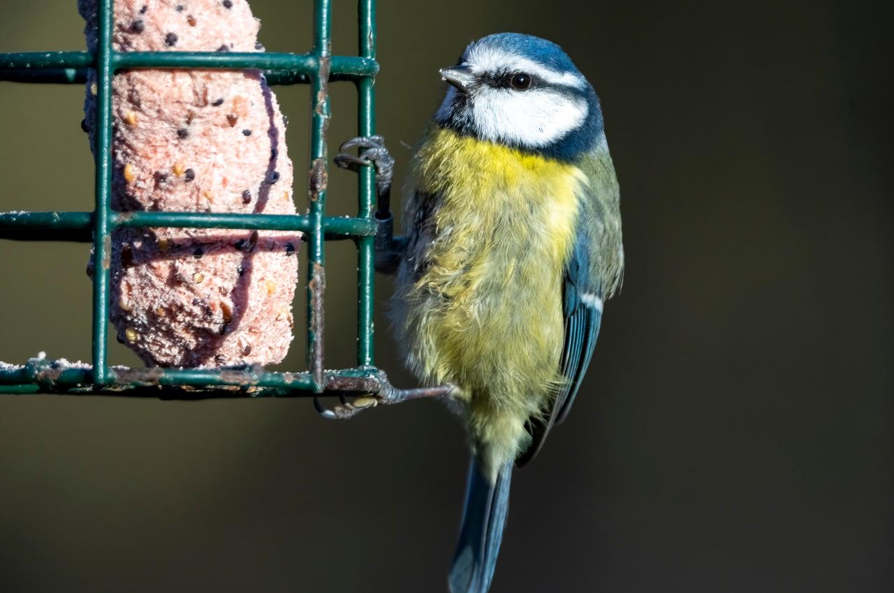 BeakyBites Blue Tit Bird Facts