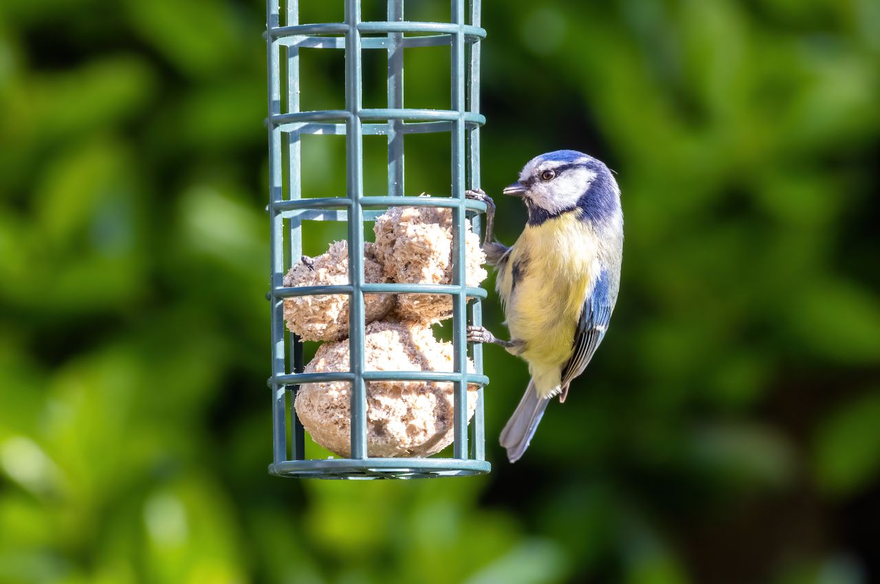 Summer Bird Feeding Tips: Keep Your Garden Birds Happy