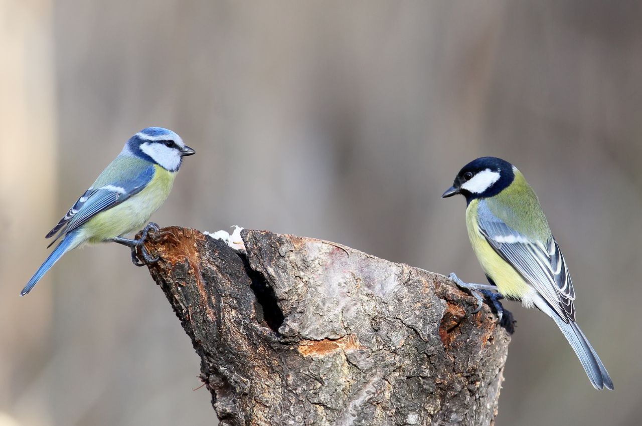 BeakyBites Magpie Bird Facts