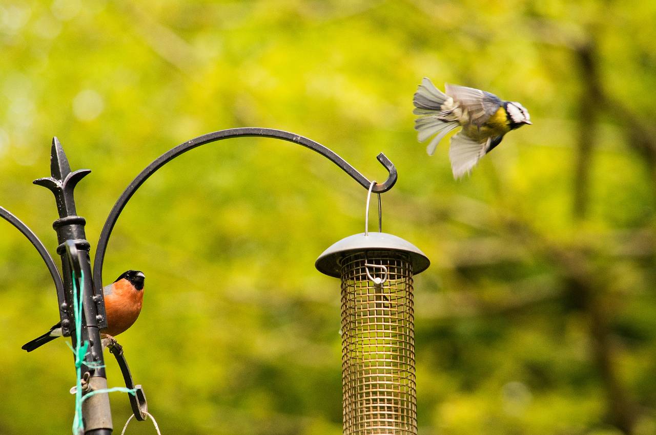 How to Start Bird Watching: A Simple Guide to UK Birds