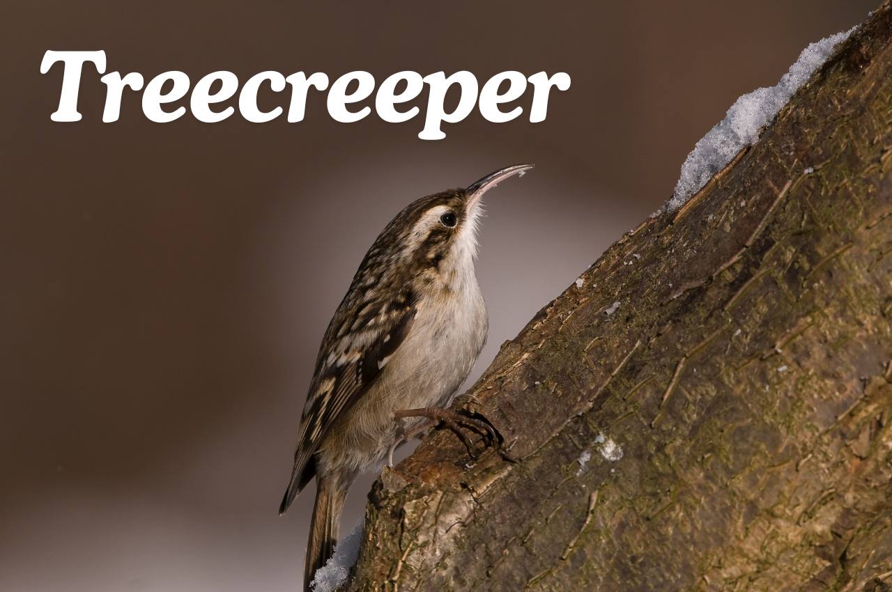 BeakyBites Treecreeper Bird Facts