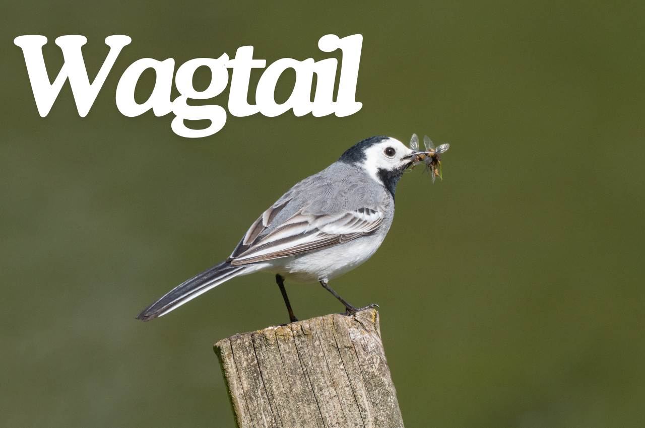 BeakyBites Wagtail Bird Facts