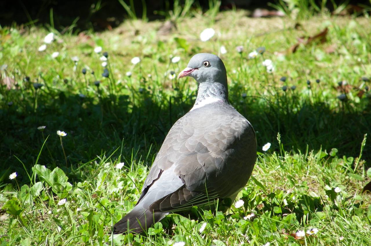What Do Wood Pigeons Eat: How to Support Wild Birds Year-Round