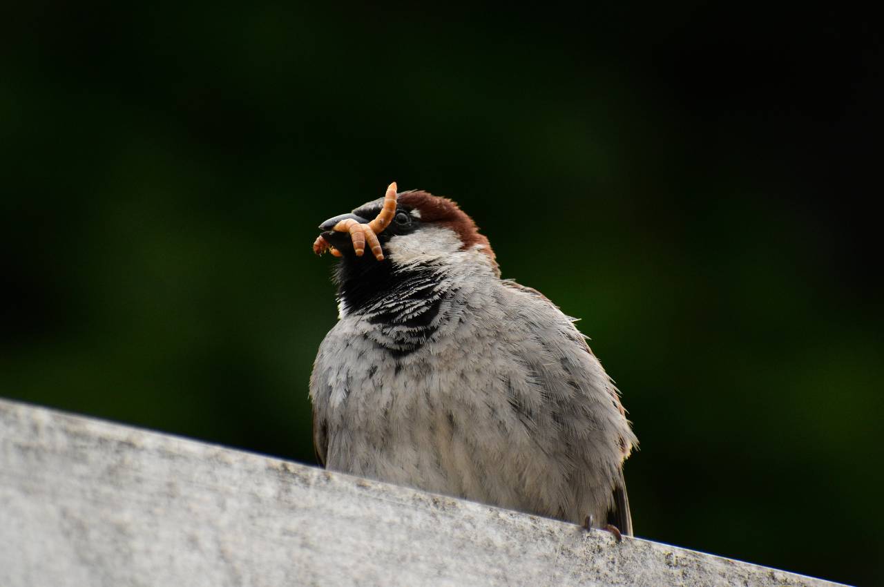 The Ultimate Guide to Fat Balls: Why Birds Love Them (and How to Use ...