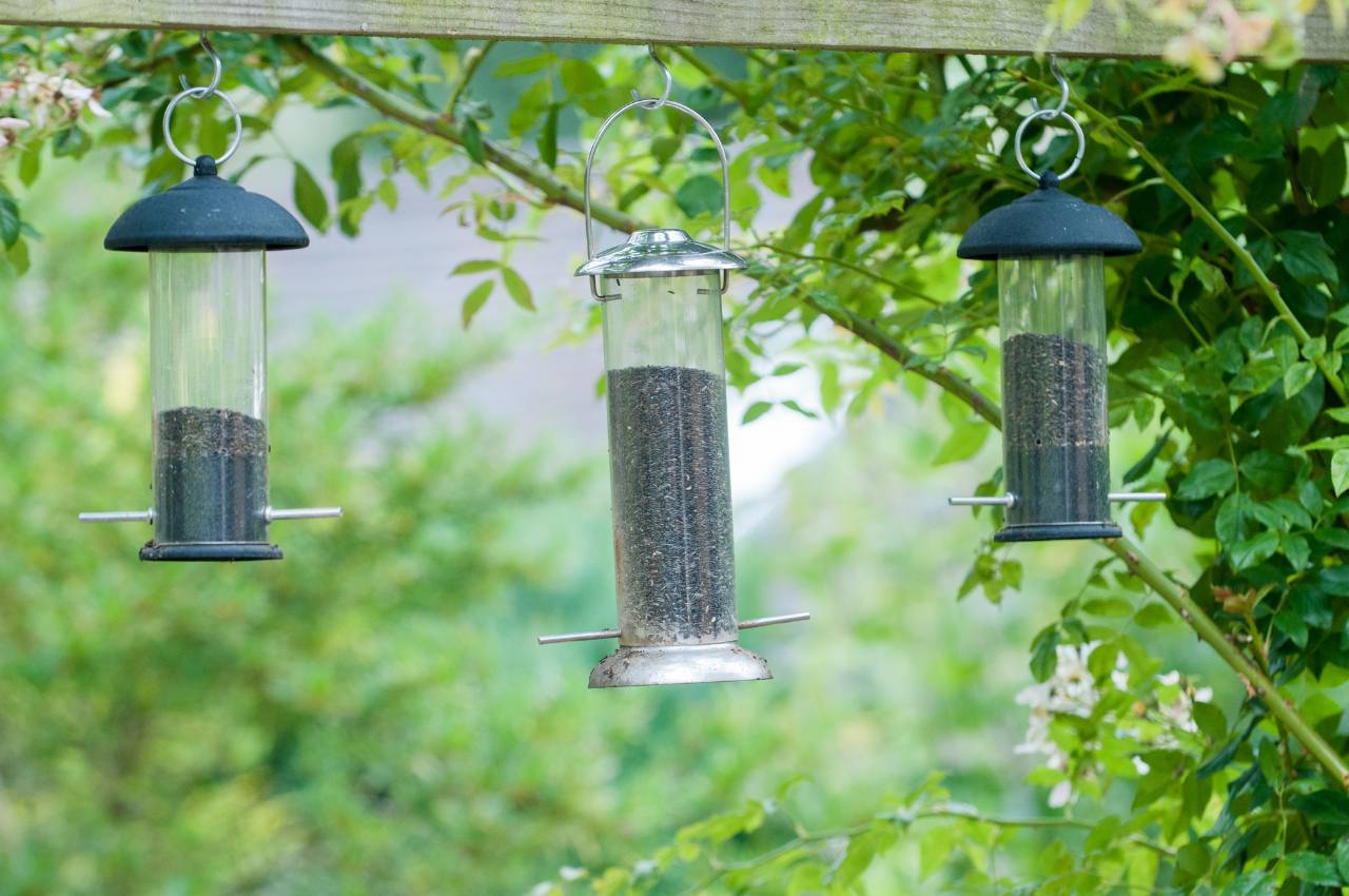 What Do Wood Pigeons Eat: How to Support Wild Birds Year-Round