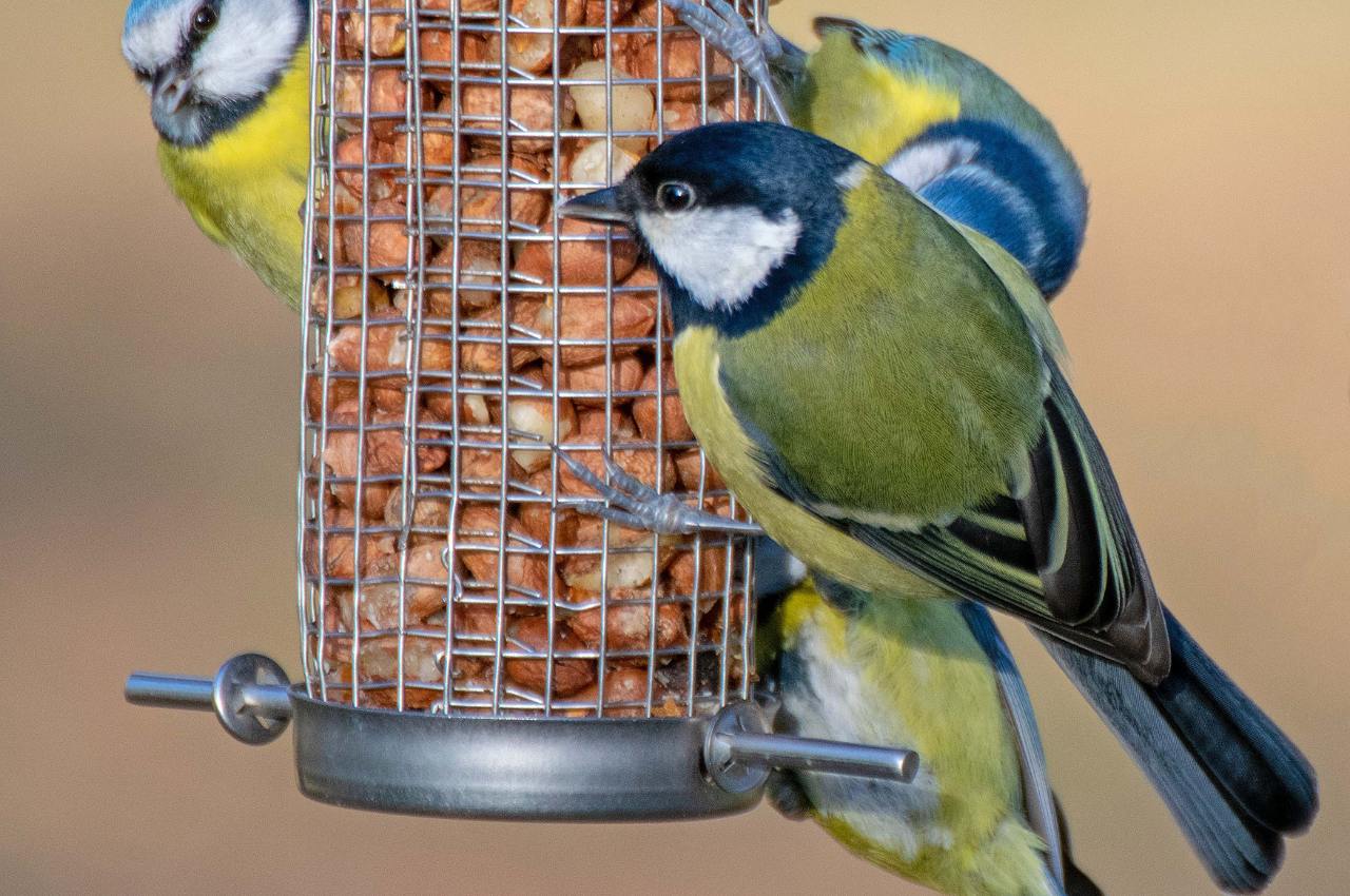 Why Feed Garden Birds?: Top Reasons & Tips to Start Feeding Birds Today