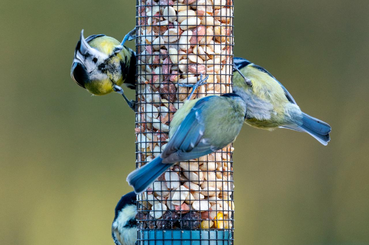 Why Feed Garden Birds: Benefits and Top Tips