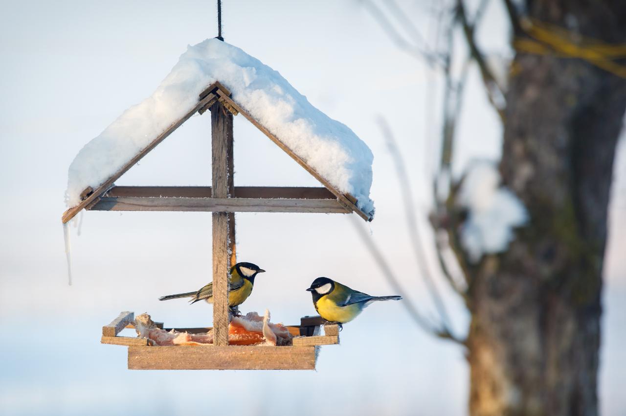 Winter Bird Feeding Calendar: What to Put Out Month by Month