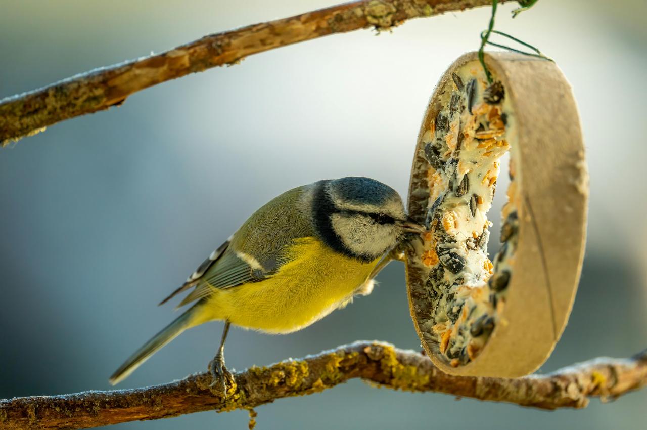 Bird Feeding Tips: Where to Put Bird Feeders for Best Results