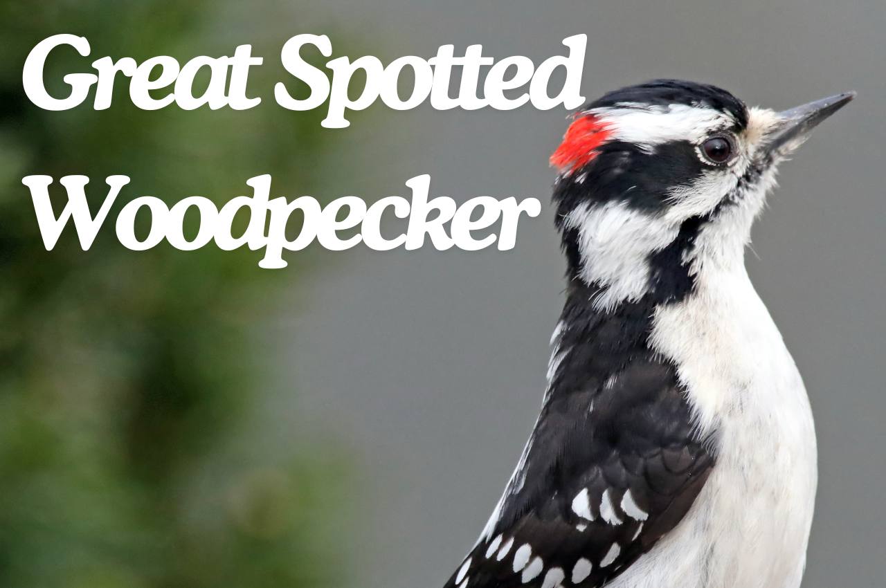 BeakyBites Chaffinch Bird Facts