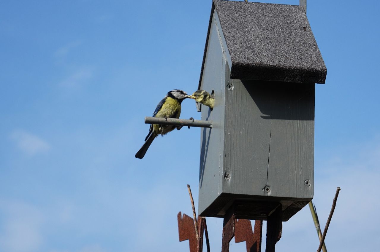 Bird Feeding During Nesting Season : Best Foods for Garden Birds