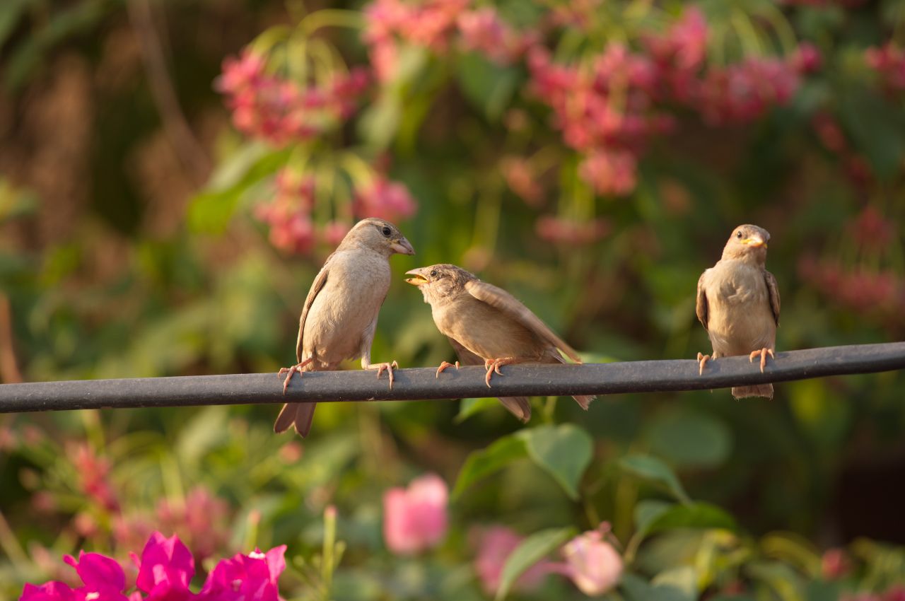 BeakyBites Robin Bird Facts