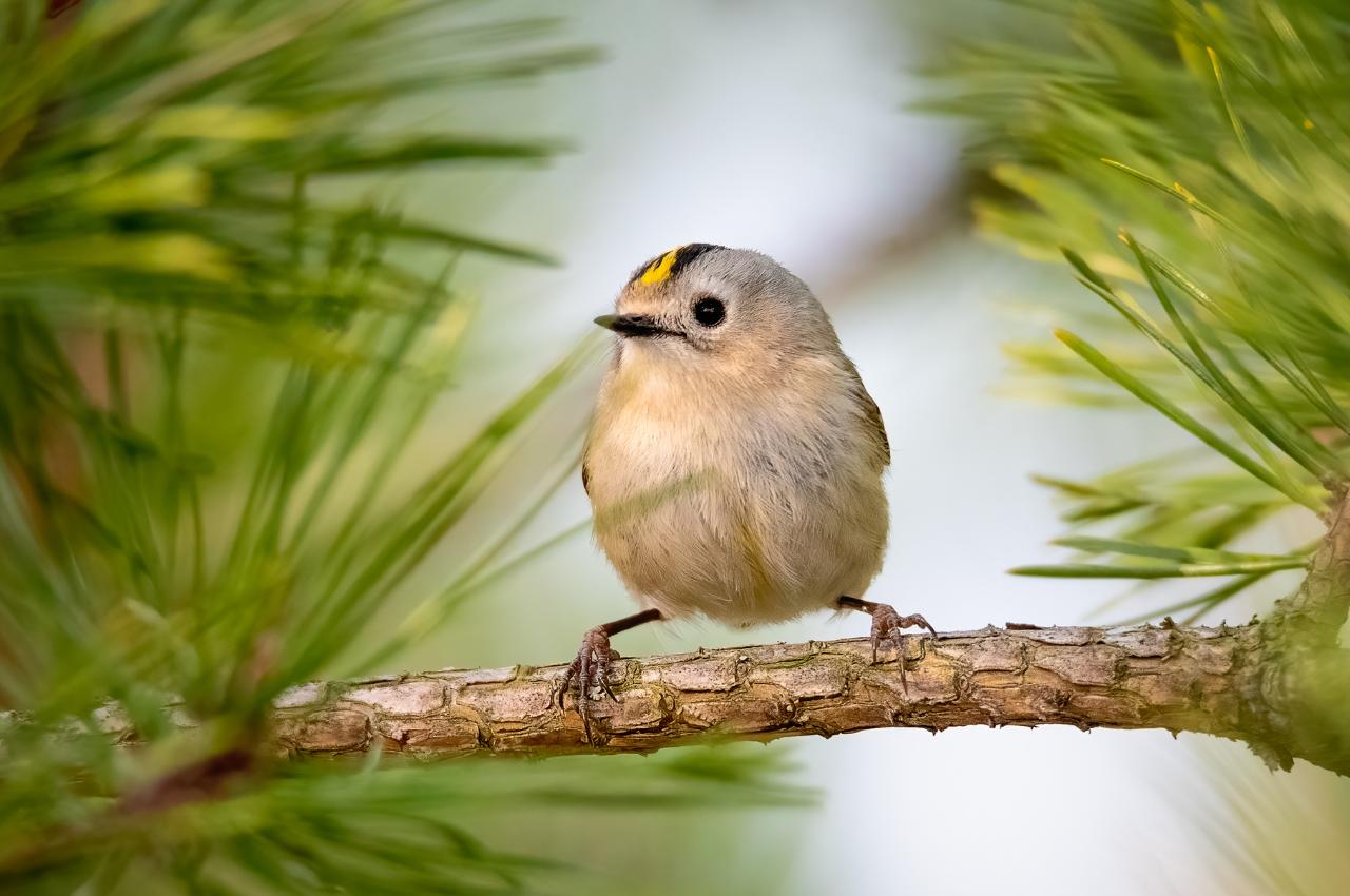 BeakyBites Robin Bird Facts
