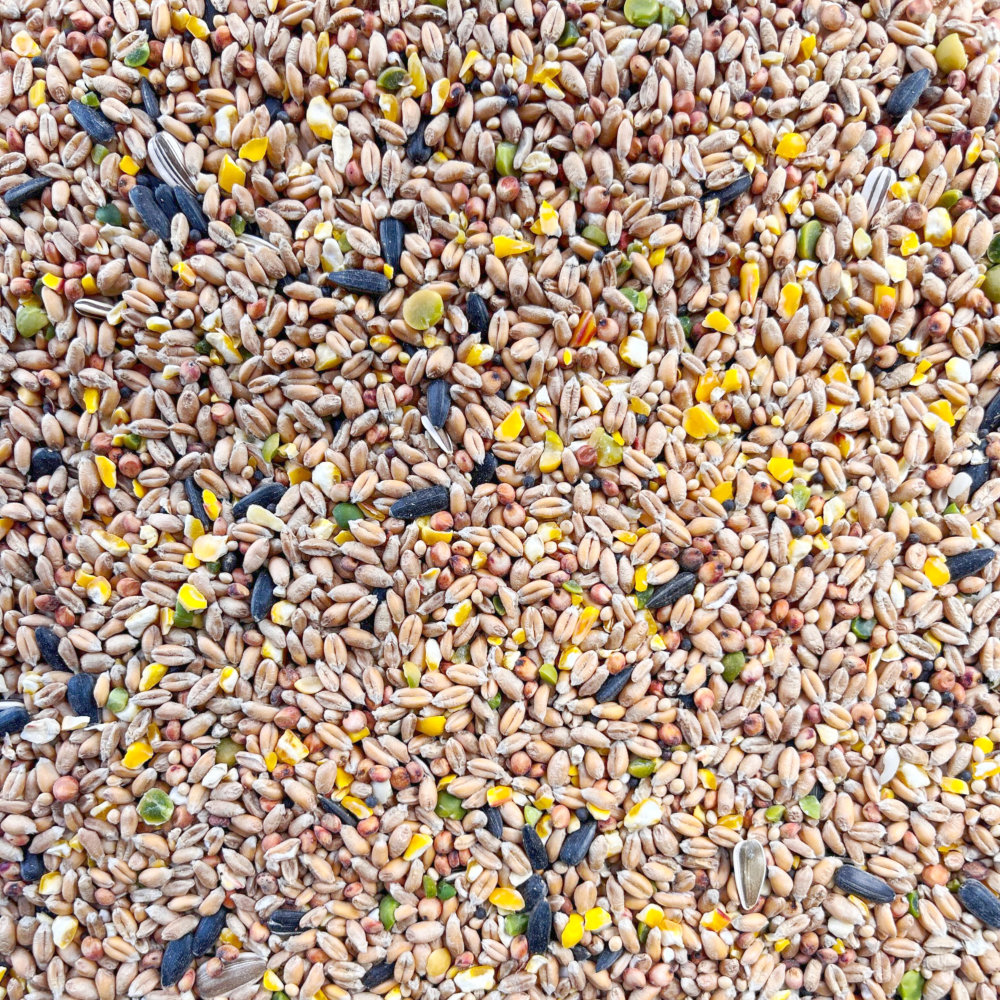 BeakyBites All Season Bird Feed Mix 25kg - Free P&P - Large Bag of Bird ...