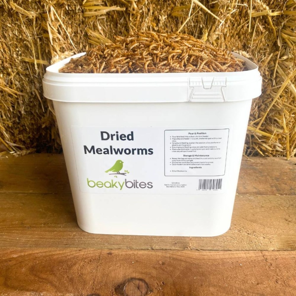 The Top Benefits of Feeding Robins: Best Food for Robins Every Season