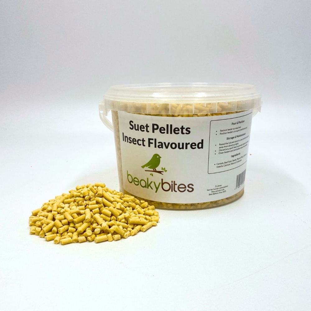 BeakyBites Wagtail Bird Facts