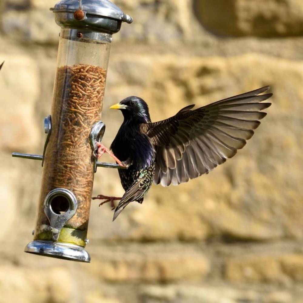 Dried Calciworms Bird Food 12 Litre Tub - Bulk Bag