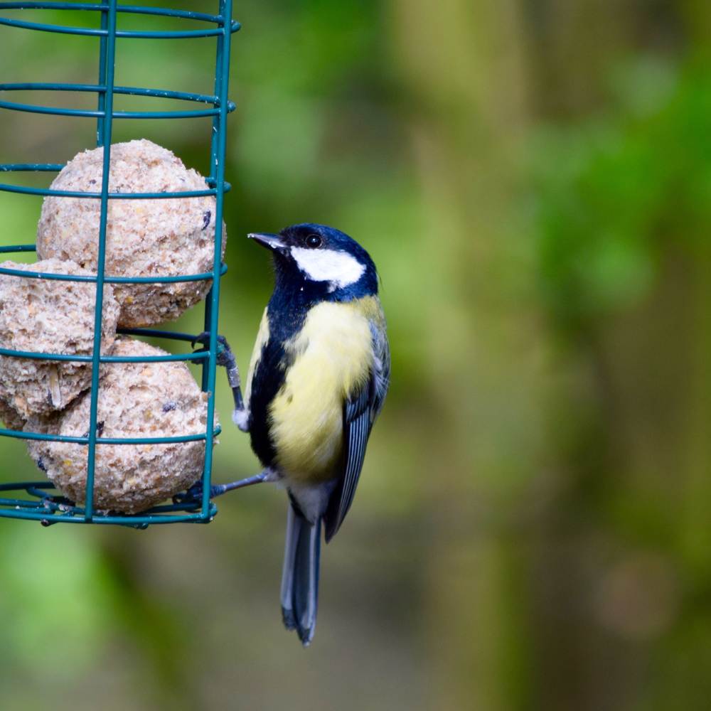 BeakyBites Fat Balls for Birds 150 box - Bulk Box - Bird Feed