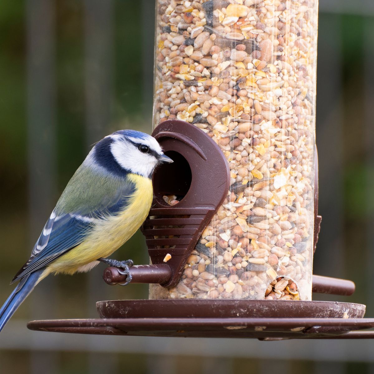BeakyBites All Season Bird Seed Mix 12.5kg - Large Bag - Bird Seeds