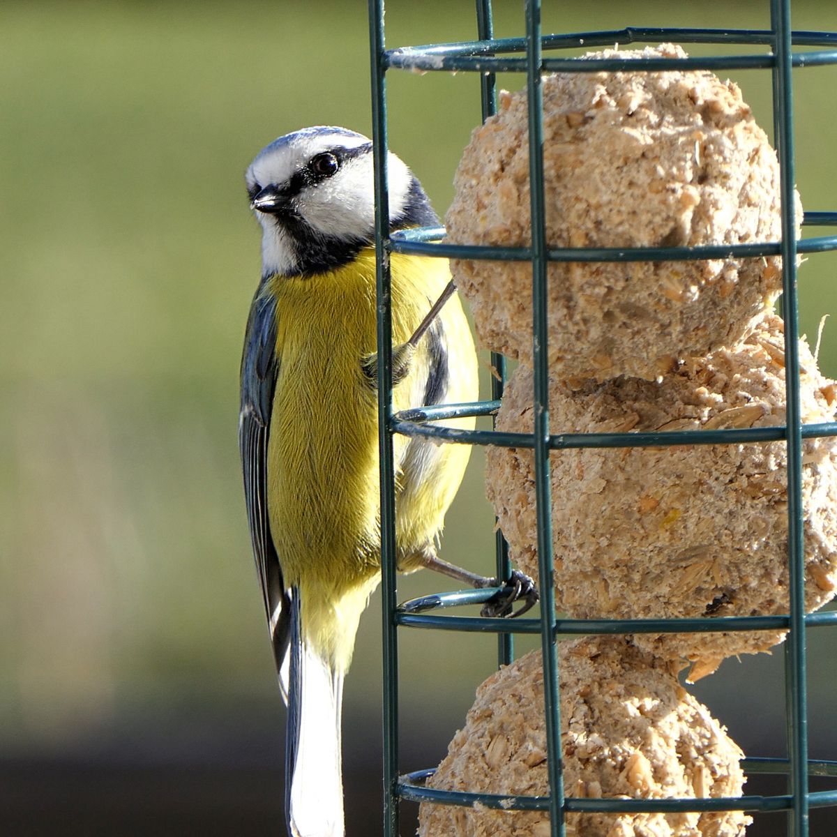 BeakyBites 50 Fat Balls for Wild Birds
