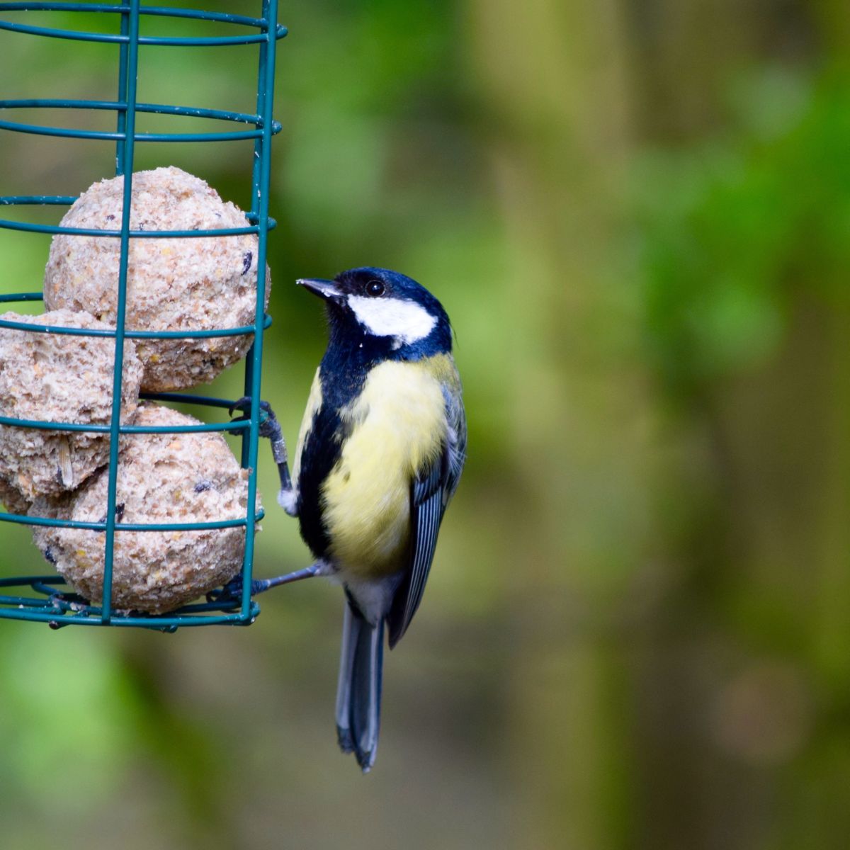 BeakyBites Fat Balls for Birds 150 box - Bulk Box - Bird Feed