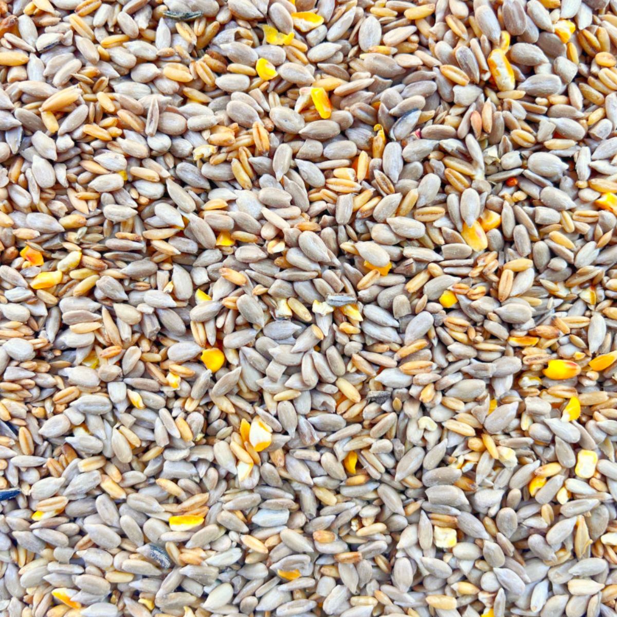 BeakyBites No Mess Bird Seed Mix 12.75kg - Bulk Bag - Bird Seed