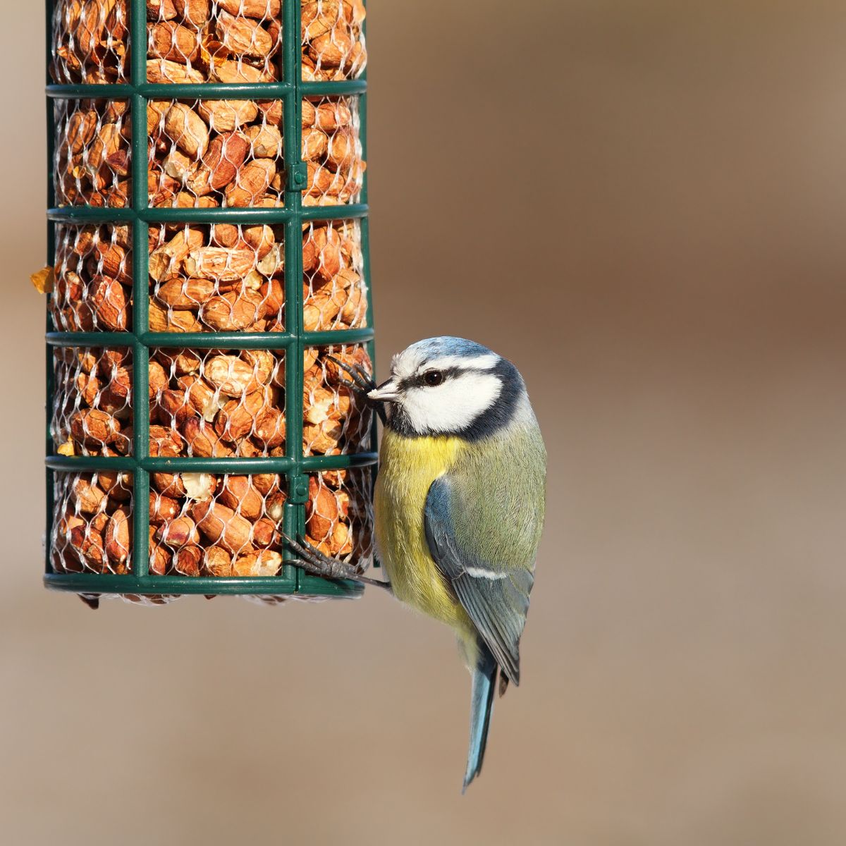 BeakyBites Peanuts for Birds 25kg - Bulk Bag - Free P&P - Bird Feed