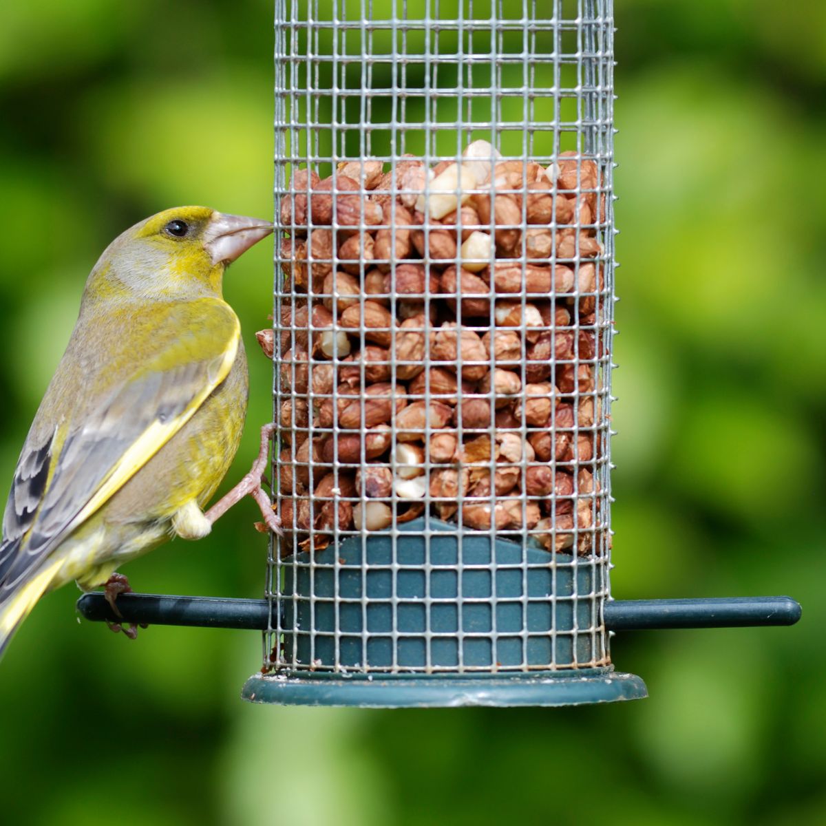 BeakyBites Peanuts for Birds 25kg - Bulk Bag - Free P&P - Bird Feed