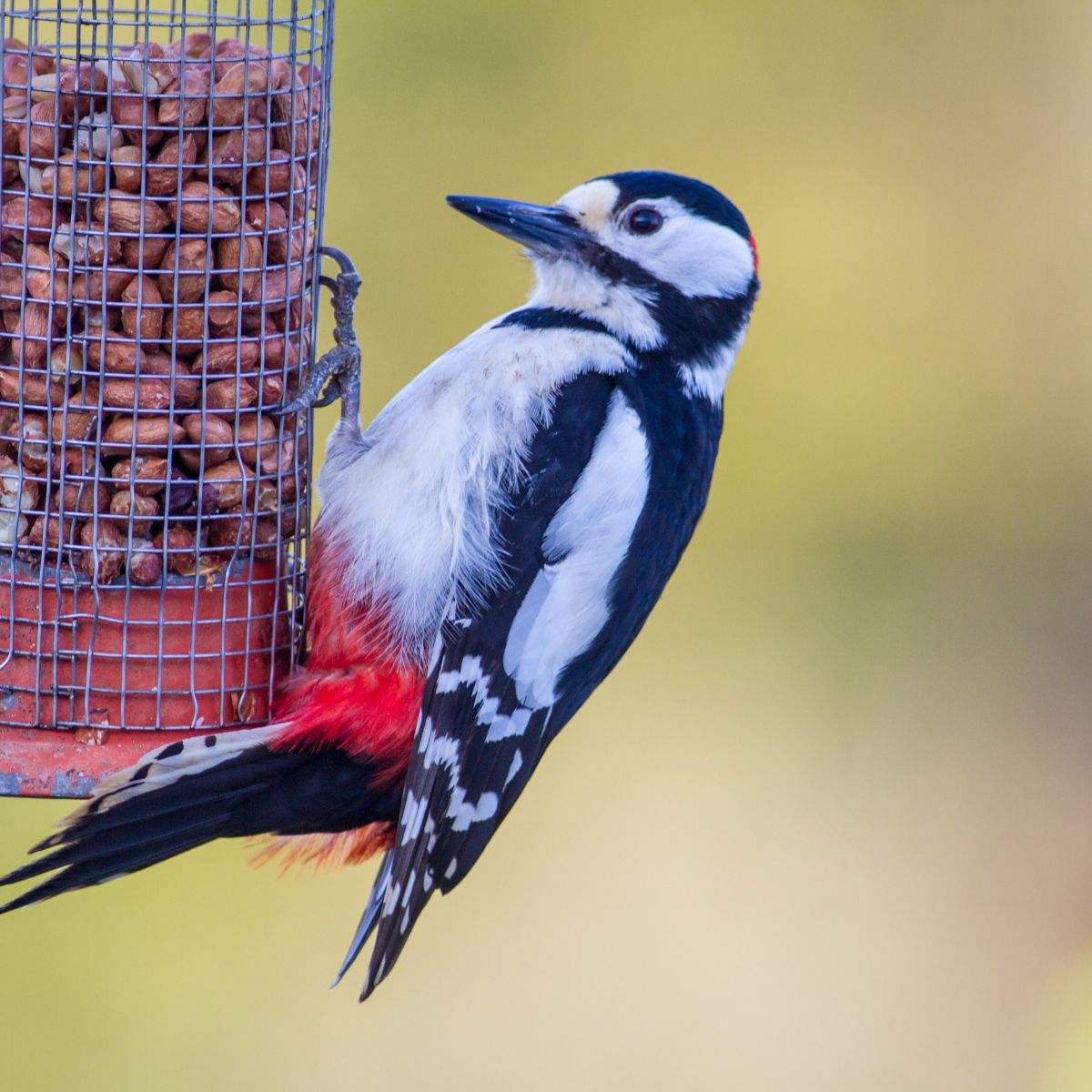 BeakyBites Peanuts for Birds 25kg - Bulk Bag - Free P&P - Bird Feed