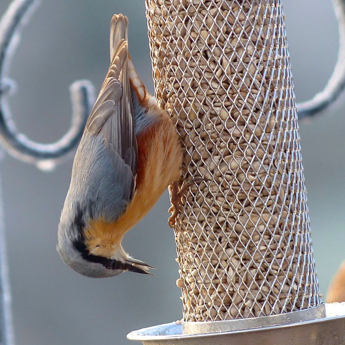 Sunflower Hearts 12.5kg Bird Feed, BeakyBites, Free P&P