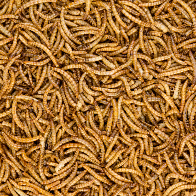 BeakyBites Dried Calci Worms Bird Food 15kg - Bulk Bag - Bird Feed