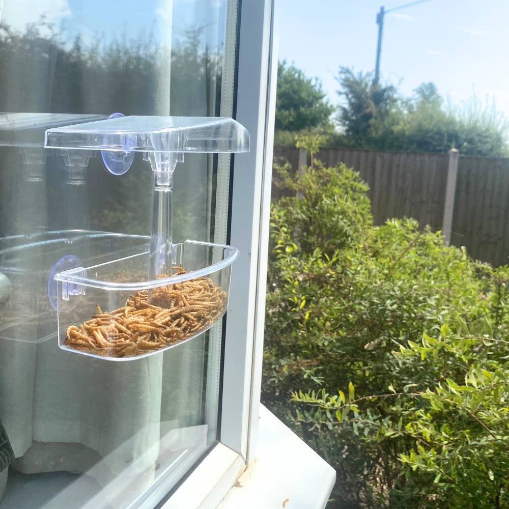 Medium Window Bird Feeder with Strong Suction Cups for Outdoor Bird ...